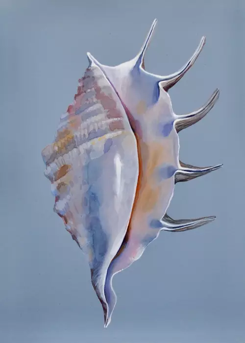 Shell Series 9 Spider Conch by Carol Forbes Croad